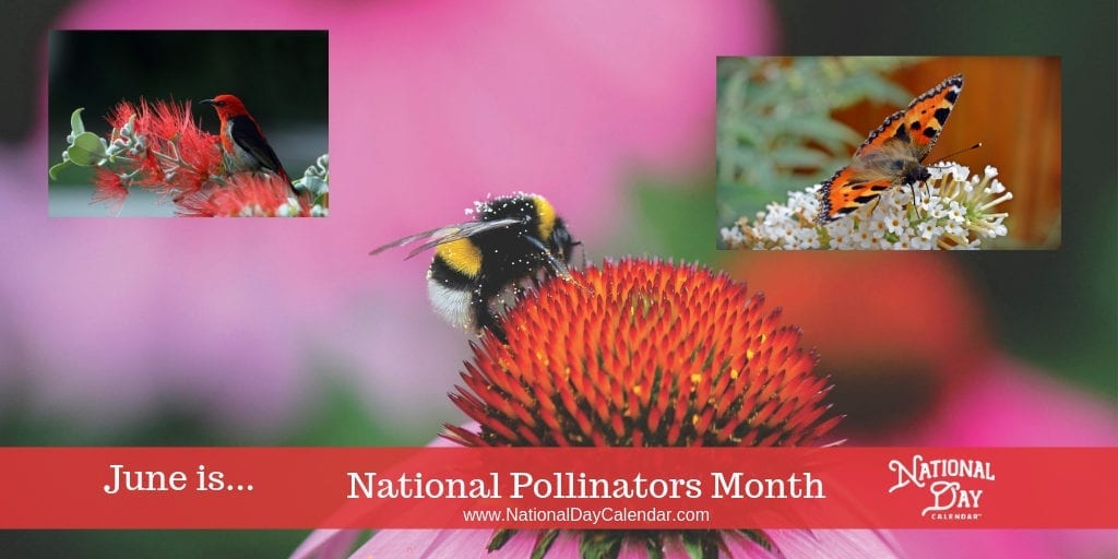 NATIONAL POLLINATORS MONTH | Pine Bush Area Public Library